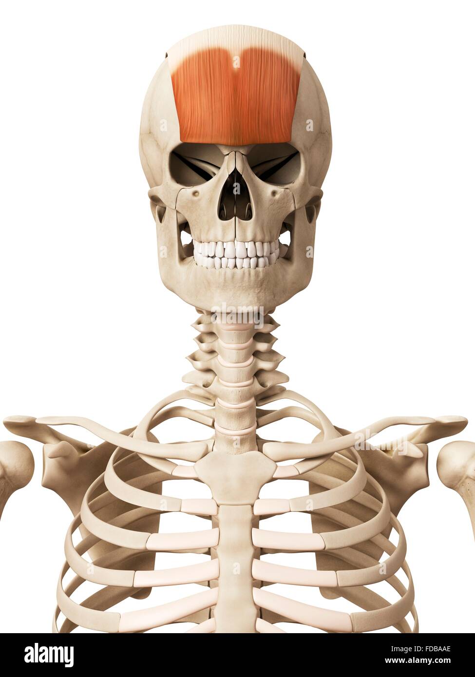 Frontalis Muscle High Resolution Stock Photography and Images - Alamy