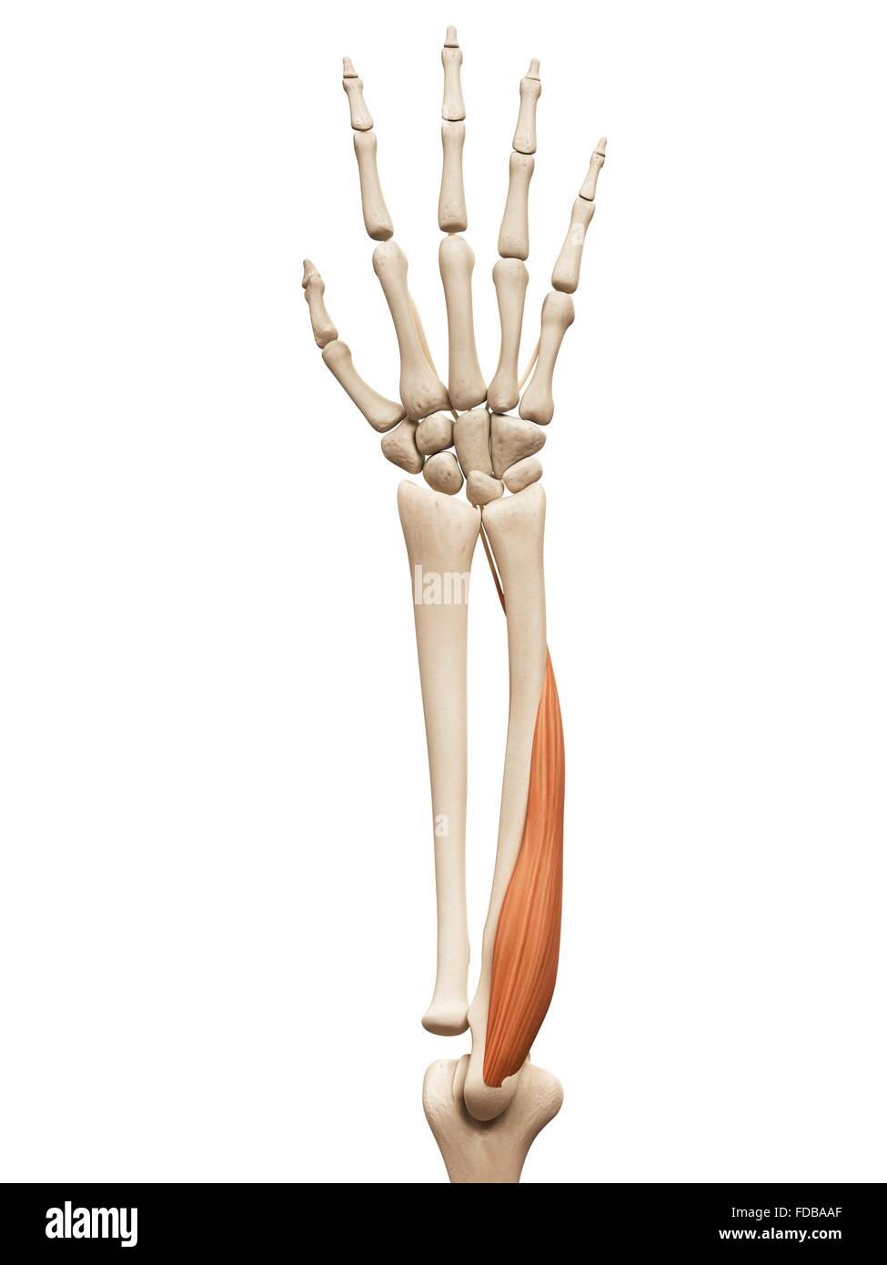 Human arm muscle (flexor digitorum profundus), illustration Stock Photo ...