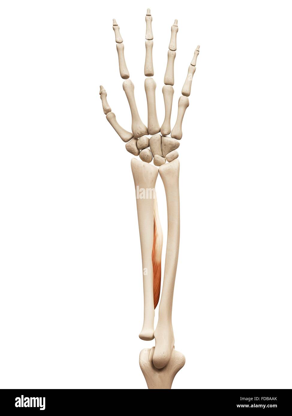 Human arm muscle (flexor pollicis longus), illustration Stock Photo - Alamy