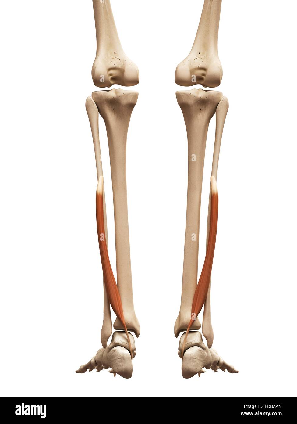 Human leg muscles (flexor hallucis), illustration Stock Photo - Alamy