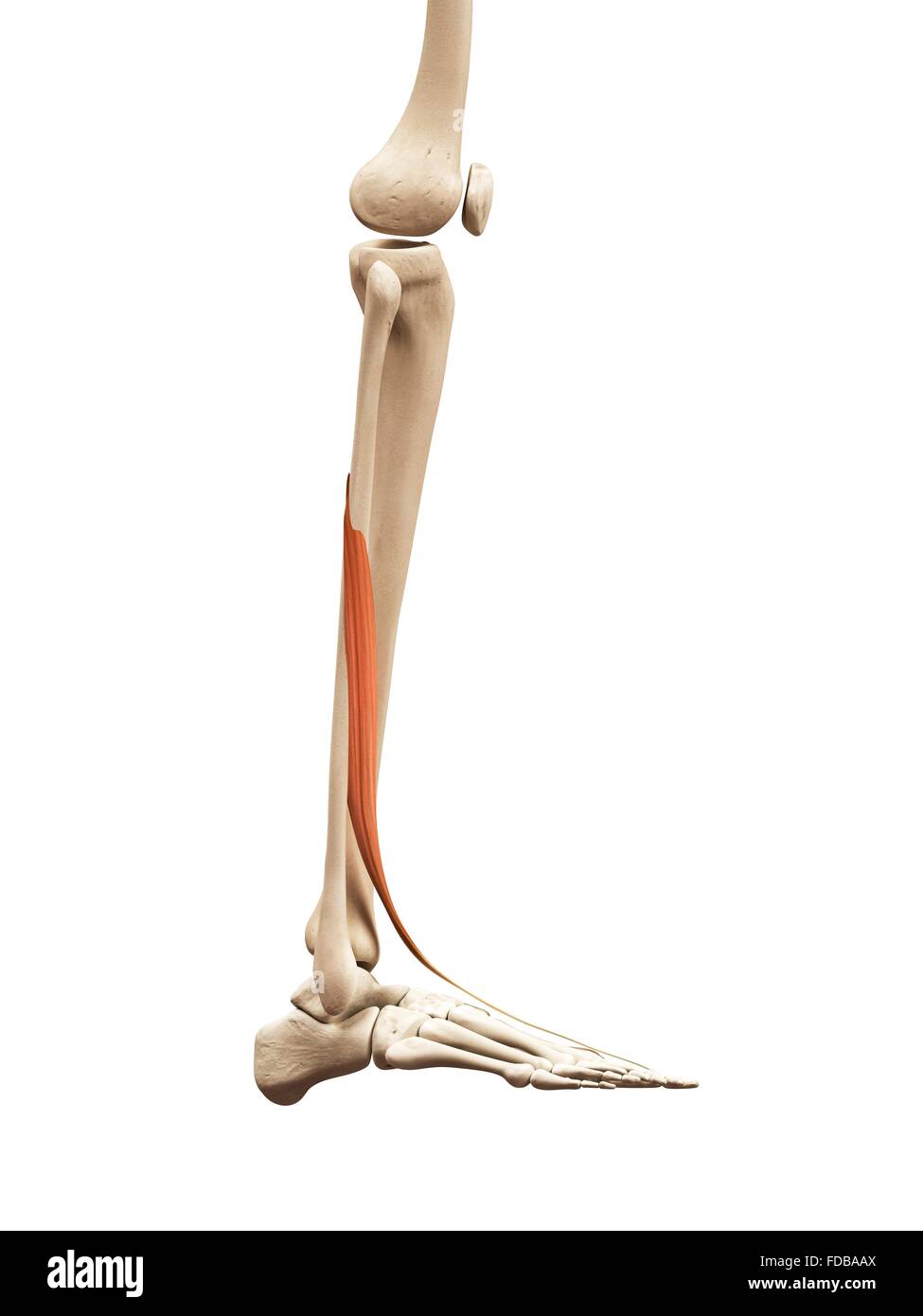 Leg muscle illustration hi-res stock photography and images - Alamy