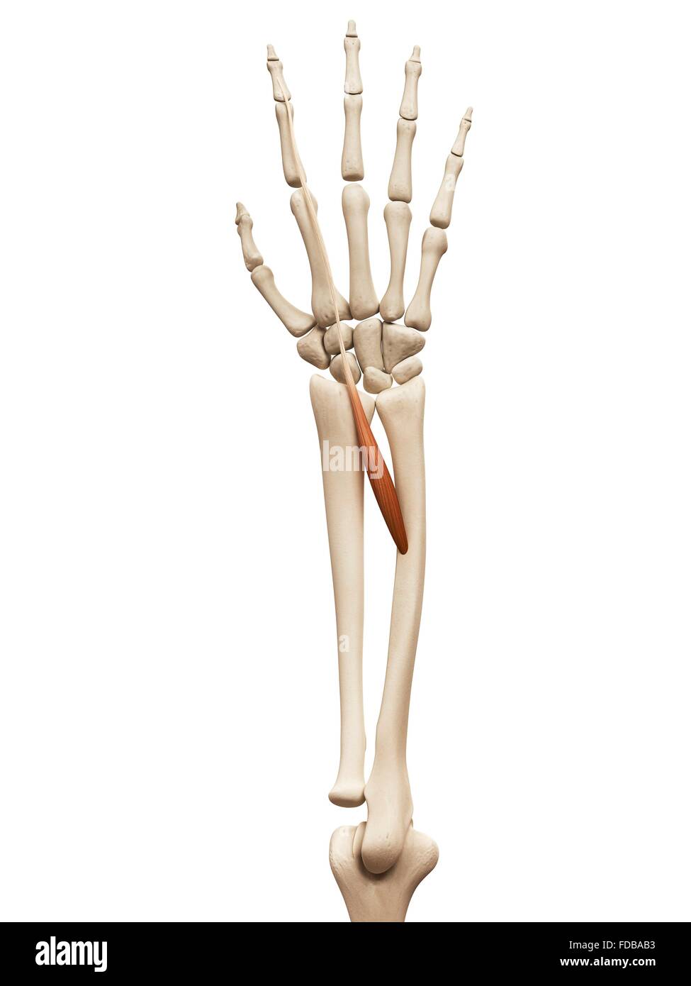 Human arm muscle (extensor indicis), illustration Stock Photo - Alamy