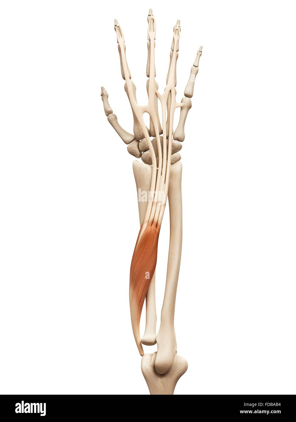 Muscles Of The Forearm Anatomyzone KNS 332 Lab Exam 1 Kinesiology