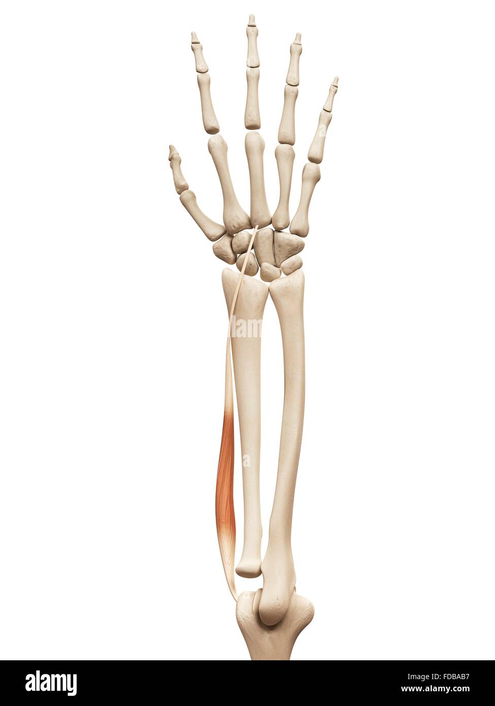 Human arm muscle (extensor carpi radialis brevis), illustration Stock ...