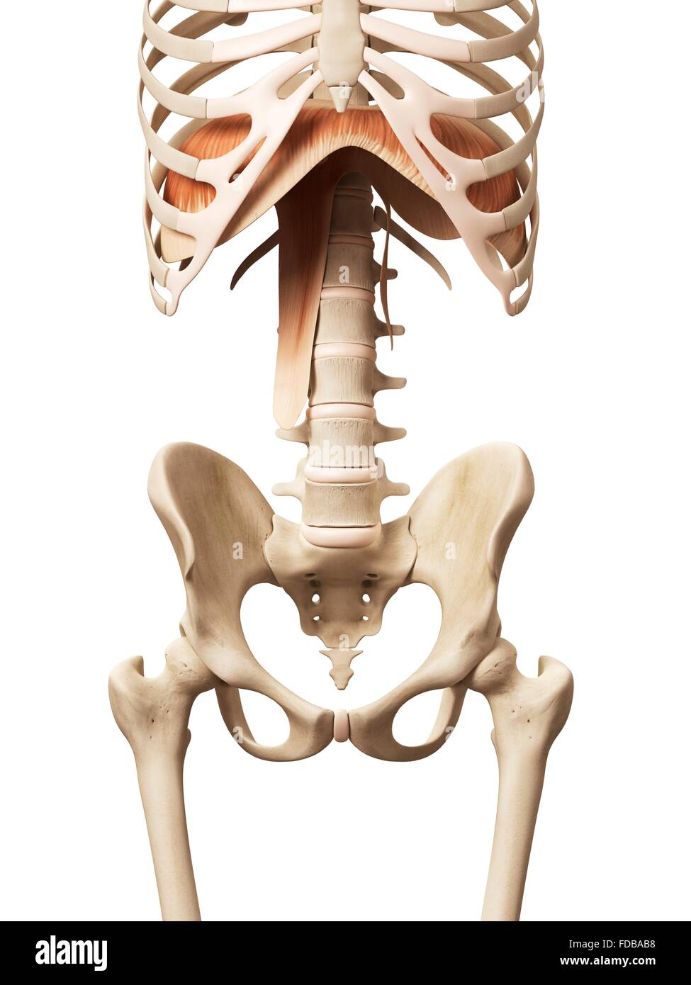 Human diaphragm, illustration Stock Photo - Alamy