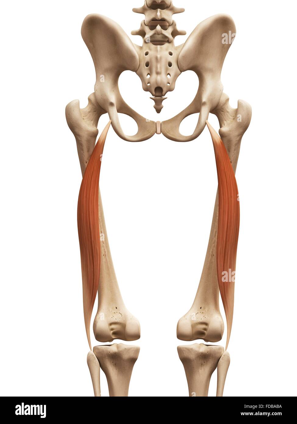 Skeleton legs muscle structure anatomical hi-res stock photography and ...