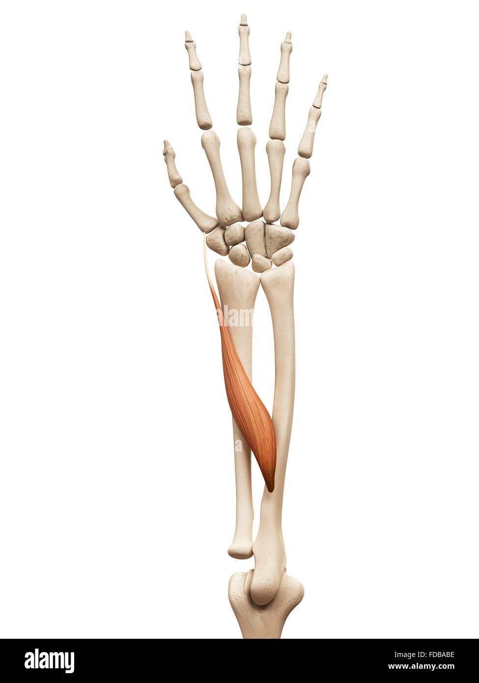 Human arm muscle (abductor pollicis longus), illustration Stock Photo ...