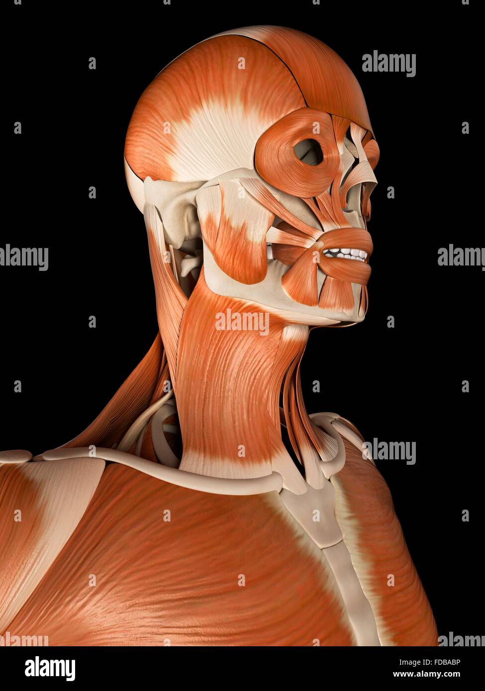 Human facial muscles, illustration Stock Photo - Alamy