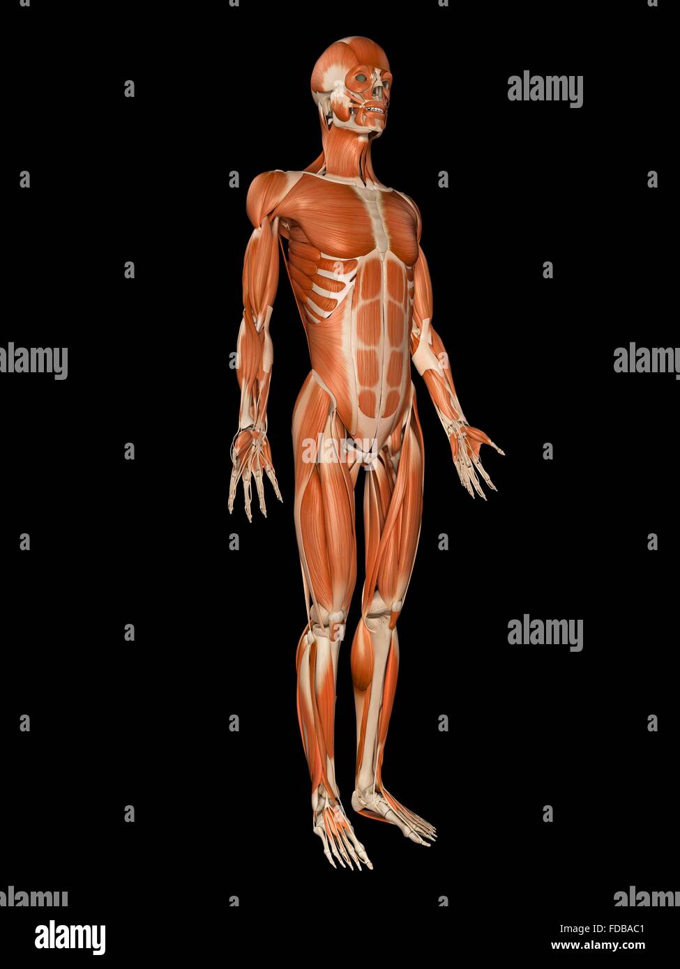 Human muscular system, illustration Stock Photo - Alamy