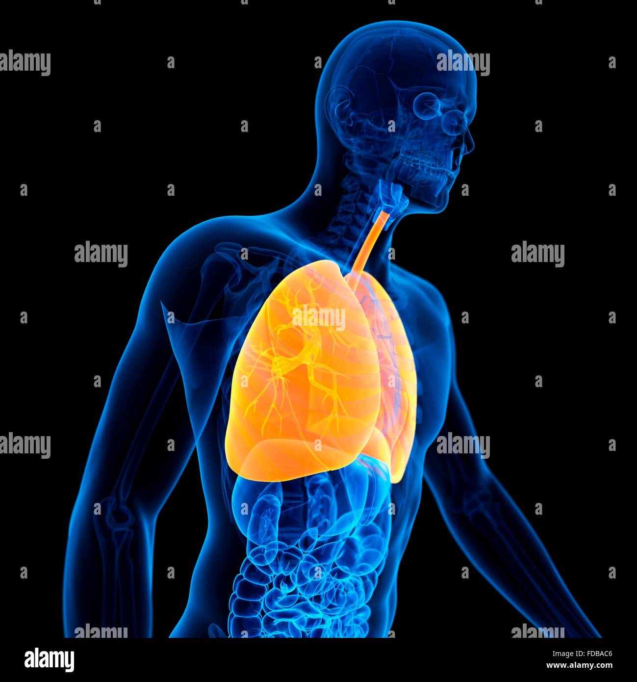 Human lungs, illustration Stock Photo - Alamy