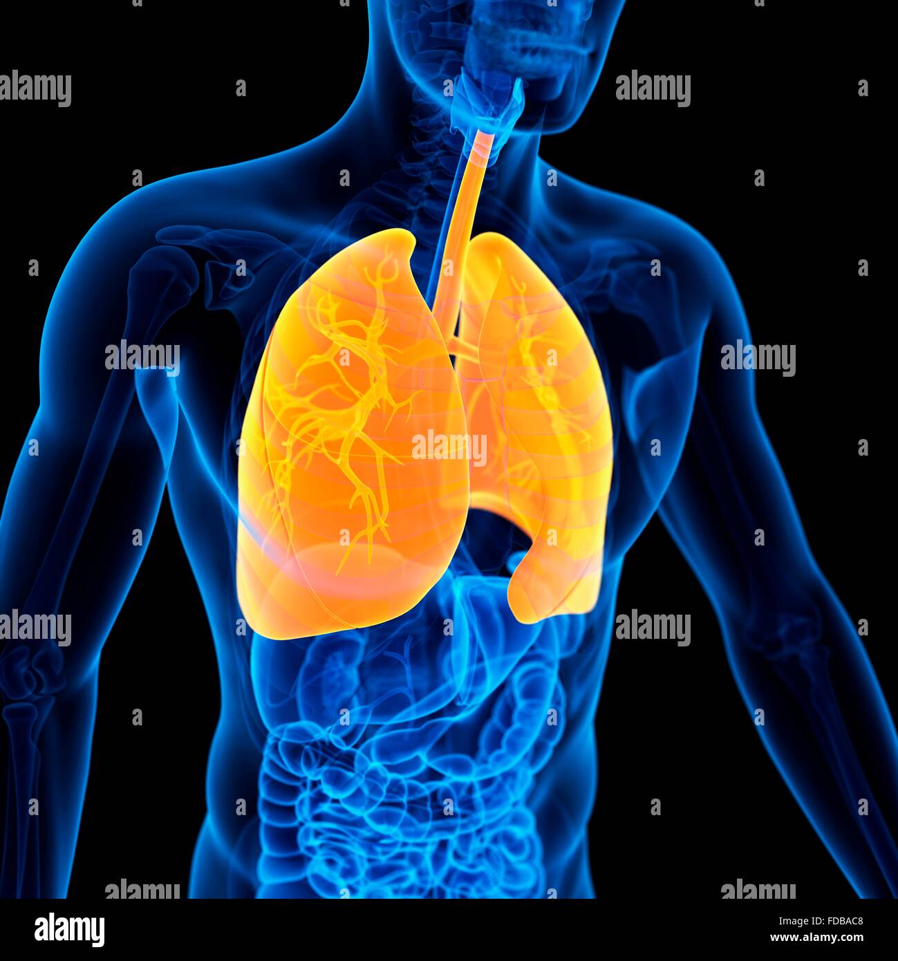 Human lungs, illustration Stock Photo - Alamy