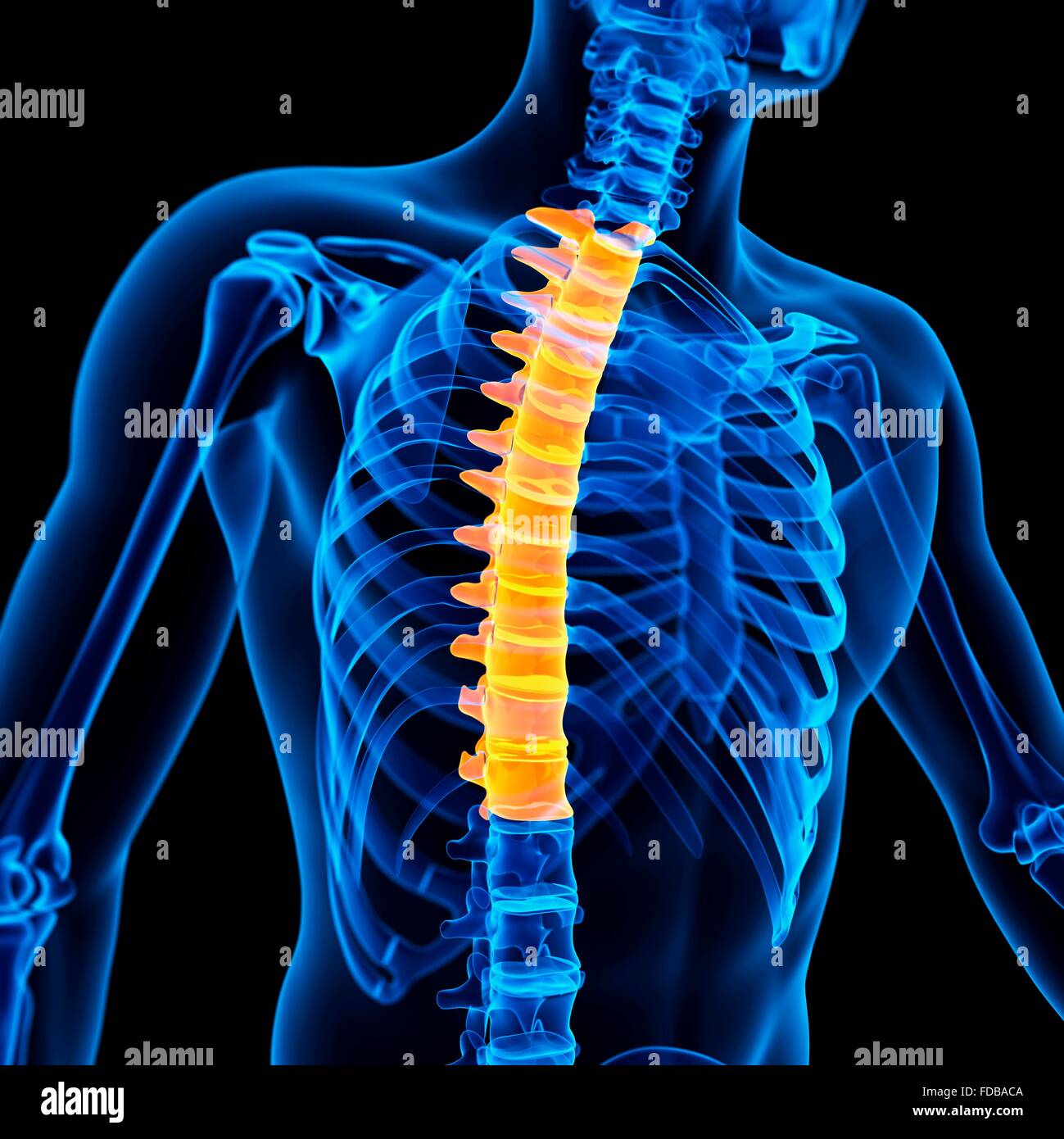 Human thoracic spine, illustration Stock Photo - Alamy