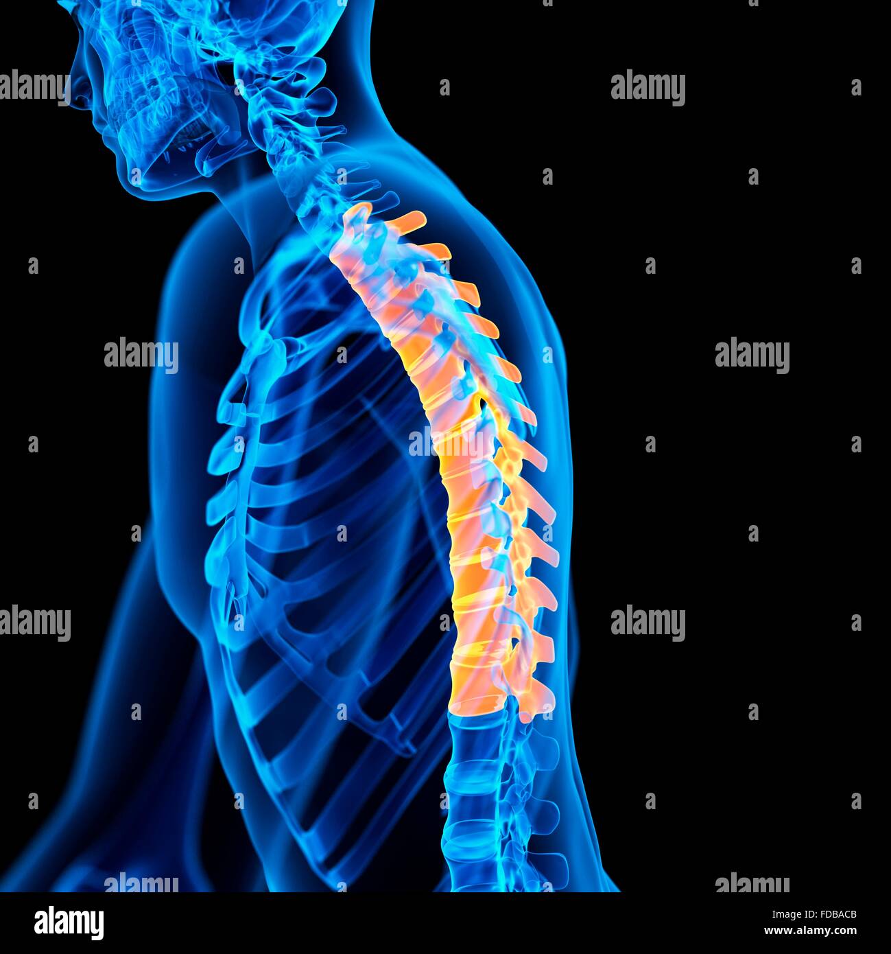 Human thoracic spine, illustration Stock Photo - Alamy