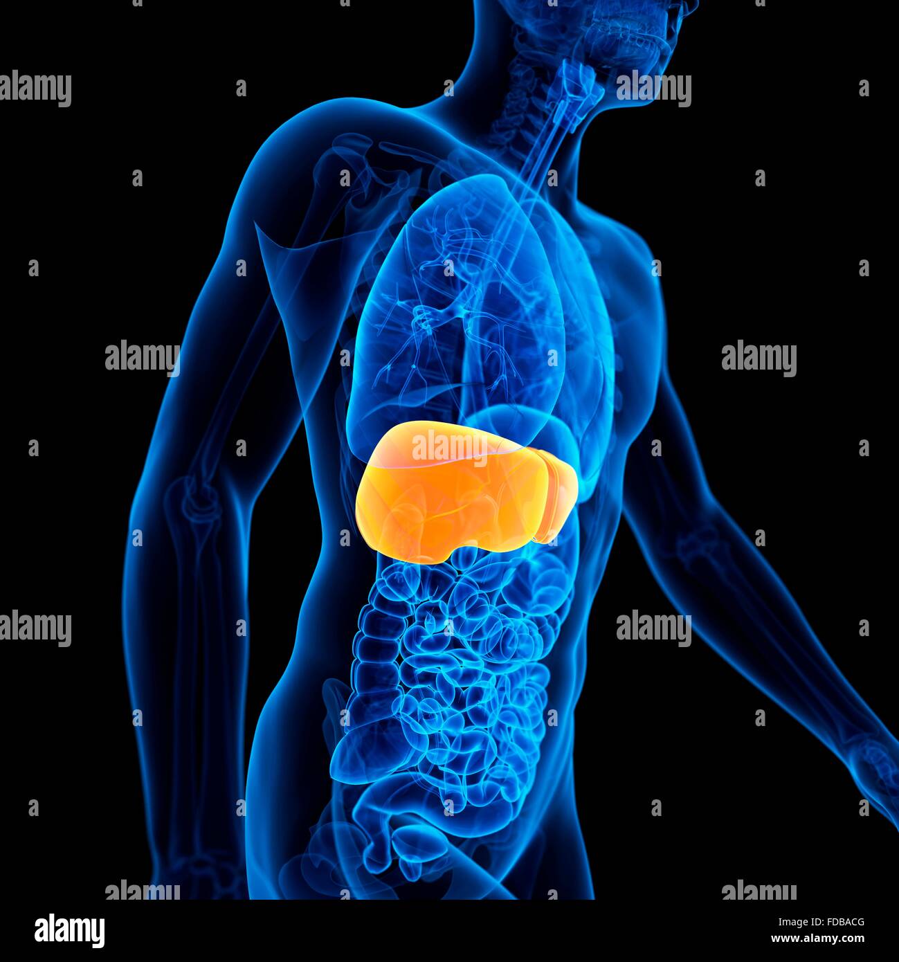 Human liver, illustration Stock Photo - Alamy