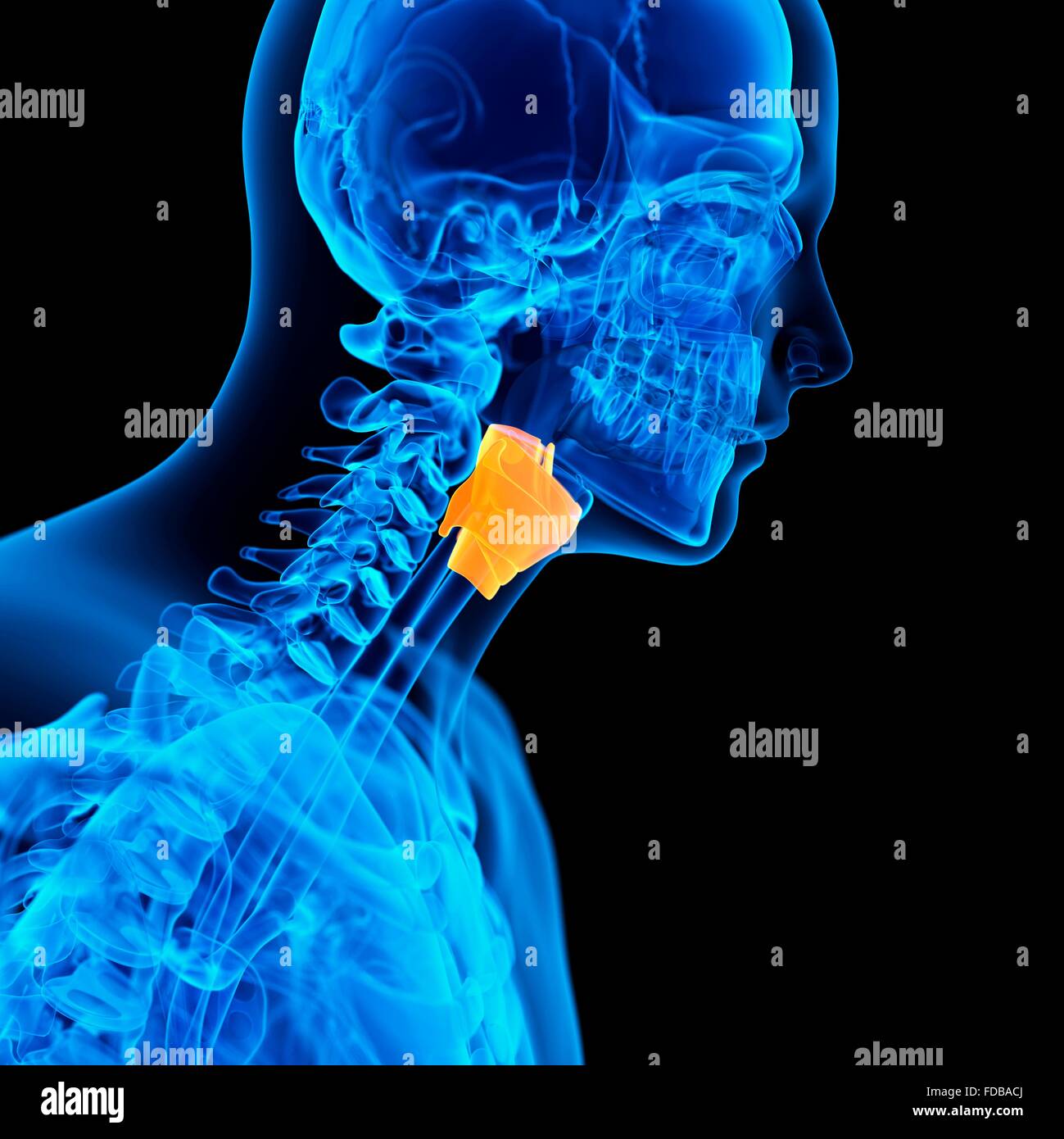 Human larynx, illustration Stock Photo - Alamy