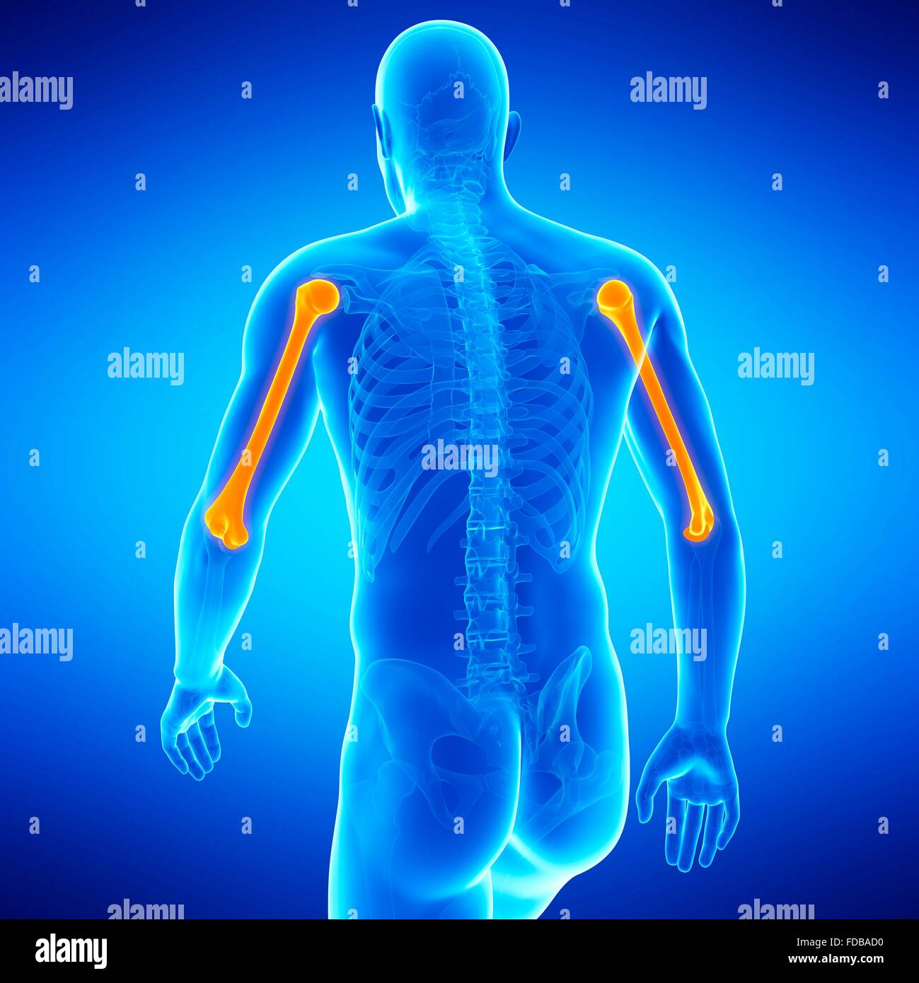 Human arm bones, illustration Stock Photo - Alamy