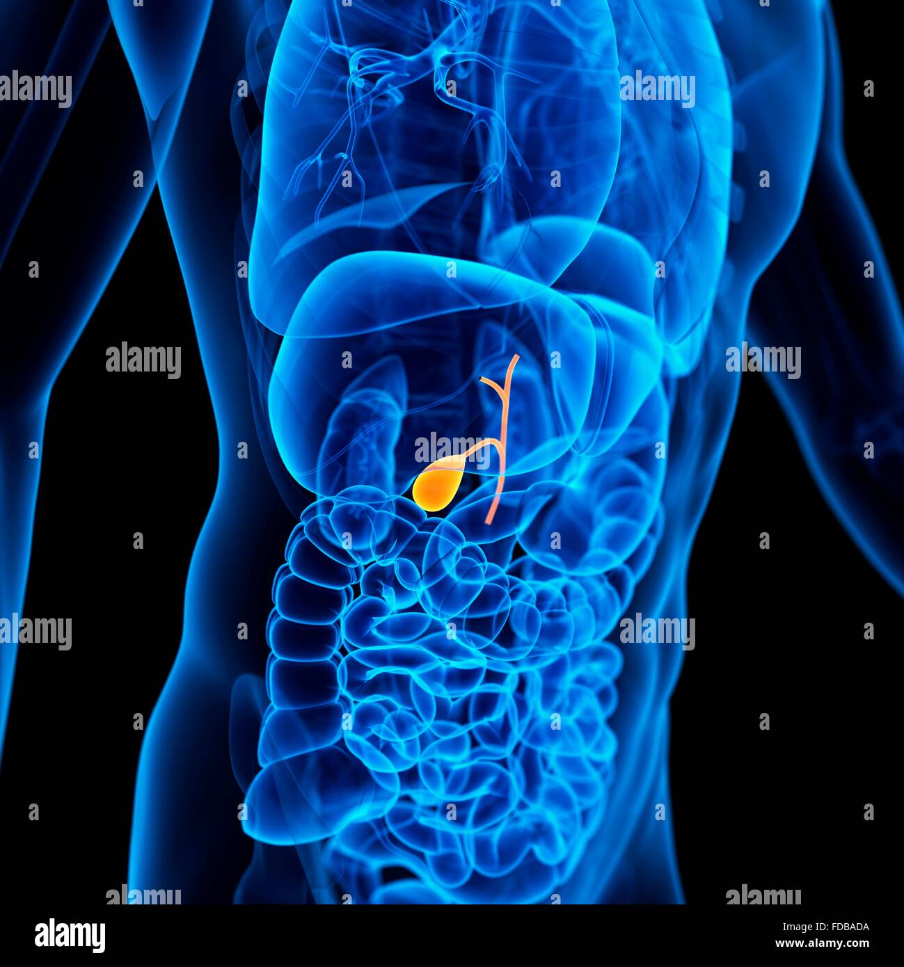 Human gall bladder, illustration Stock Photo - Alamy