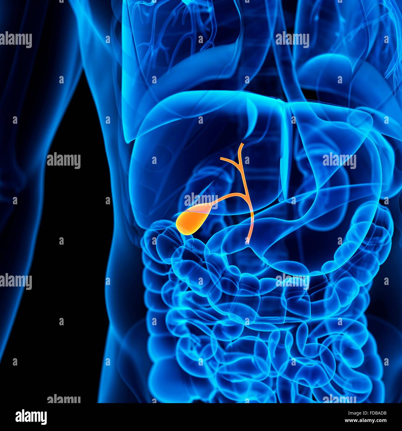 Human gall bladder, illustration Stock Photo - Alamy