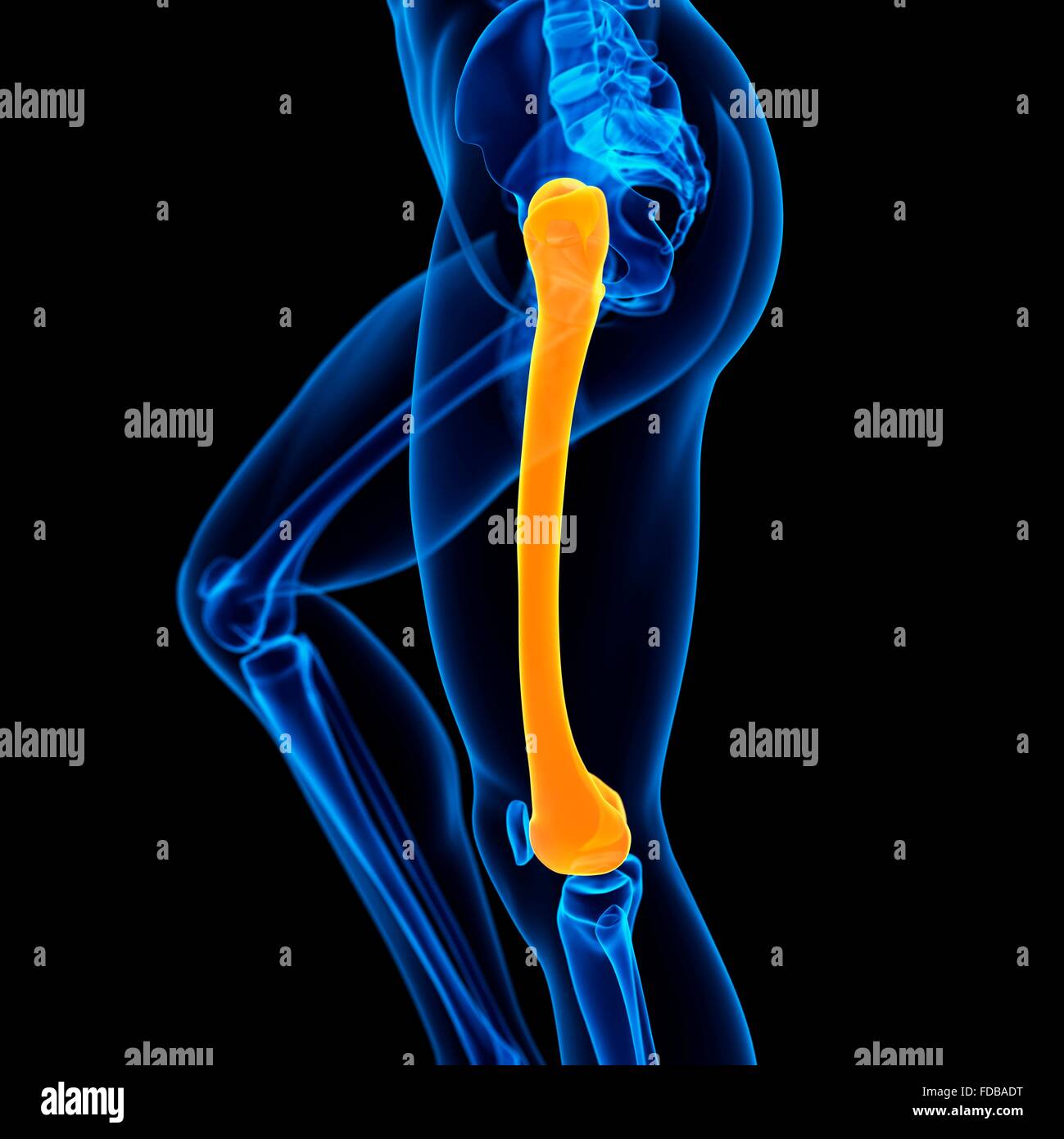 Human Femur Stock Photos & Human Femur Stock Images - Alamy