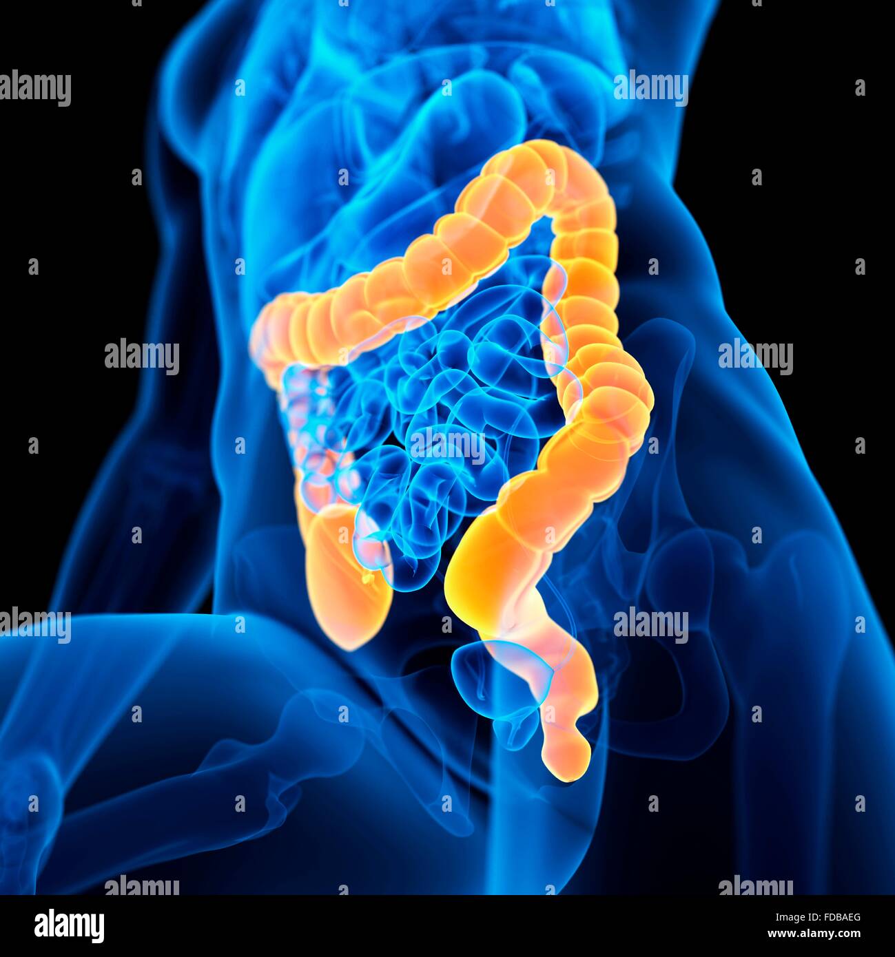 Human colon, illustration Stock Photo - Alamy