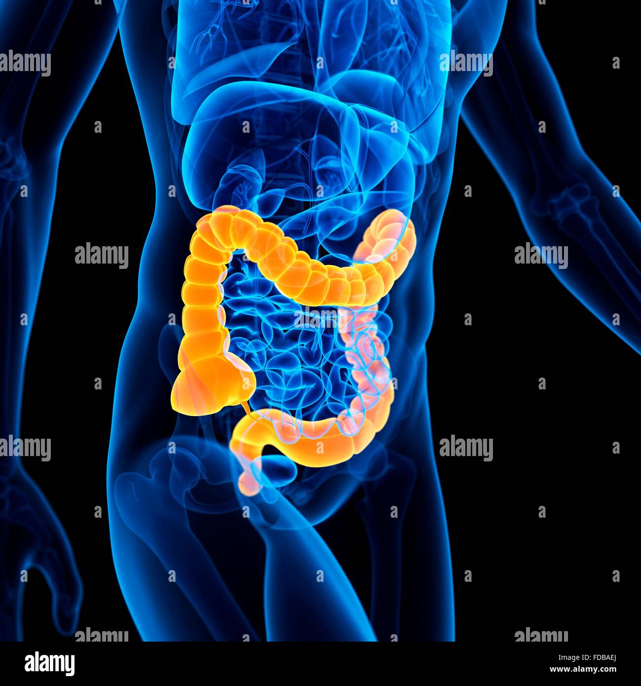 Human colon, illustration Stock Photo - Alamy