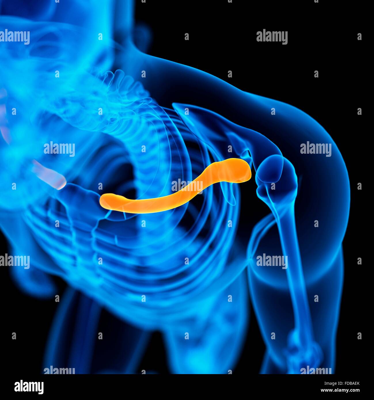 Clavicle hi-res stock photography and images - Alamy