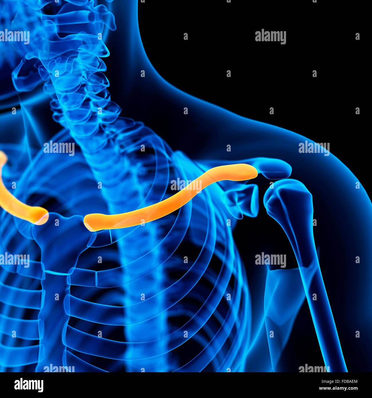 Clavicle hi-res stock photography and images - Alamy