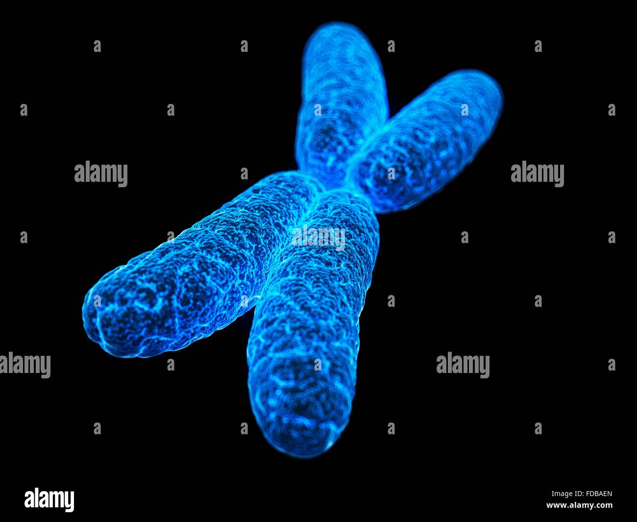 X chromosome, illustration Stock Photo - Alamy