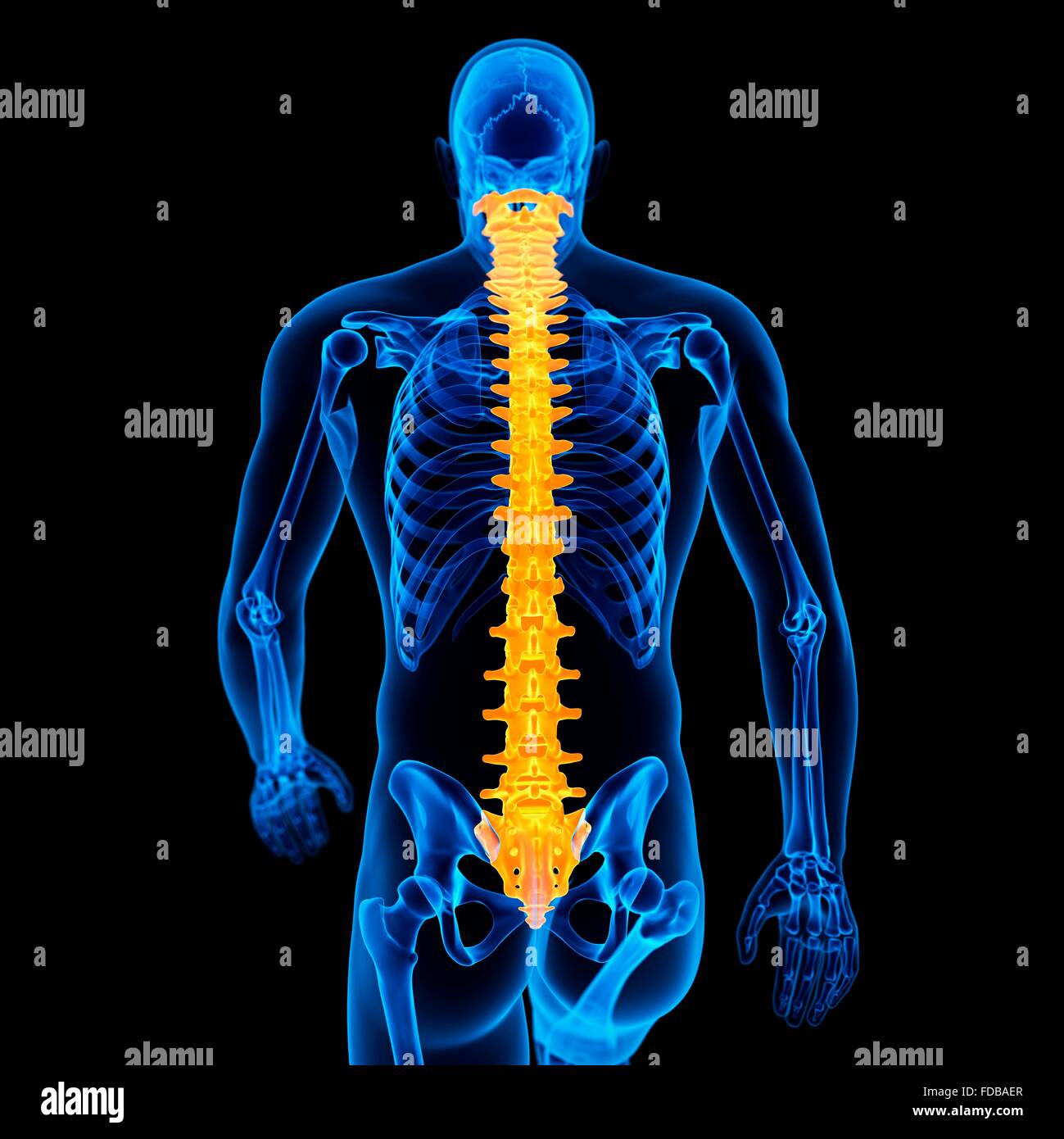 Human spine, illustration Stock Photo - Alamy