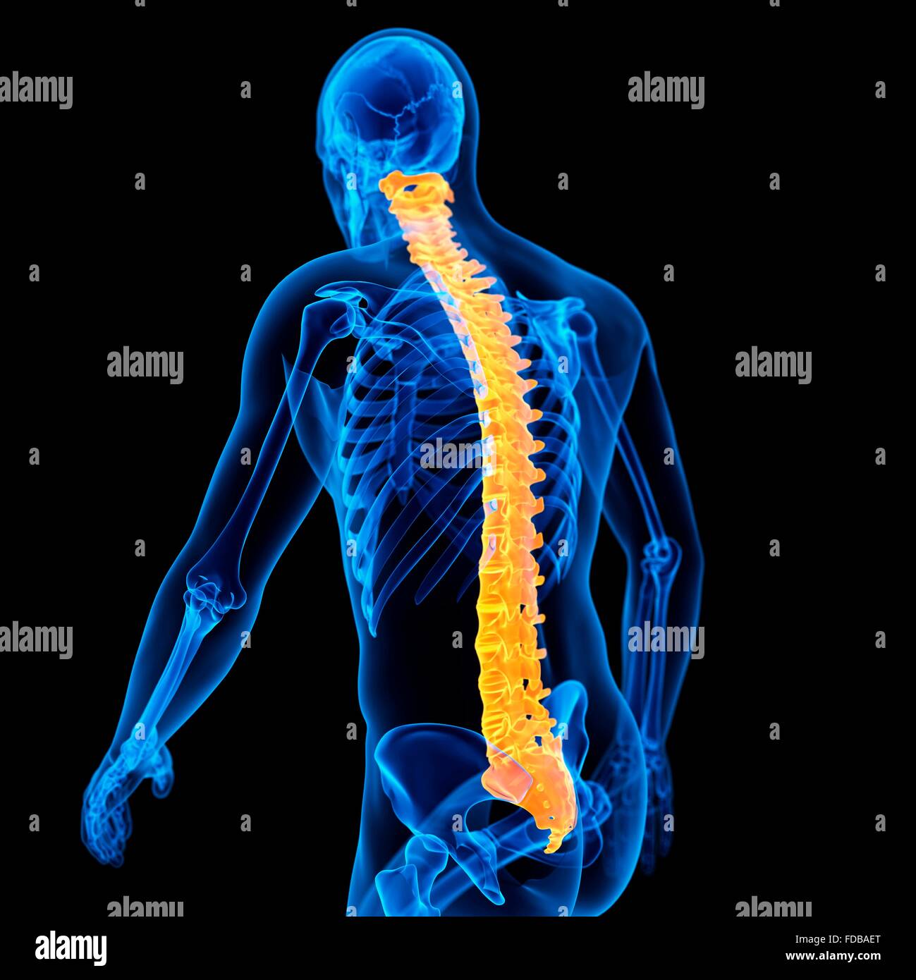 Human spine, illustration Stock Photo - Alamy
