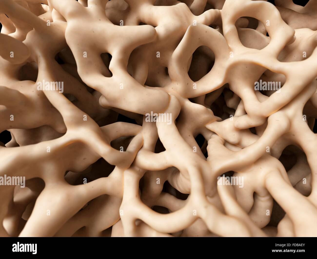 Healthy bones hi-res stock photography and images - Alamy