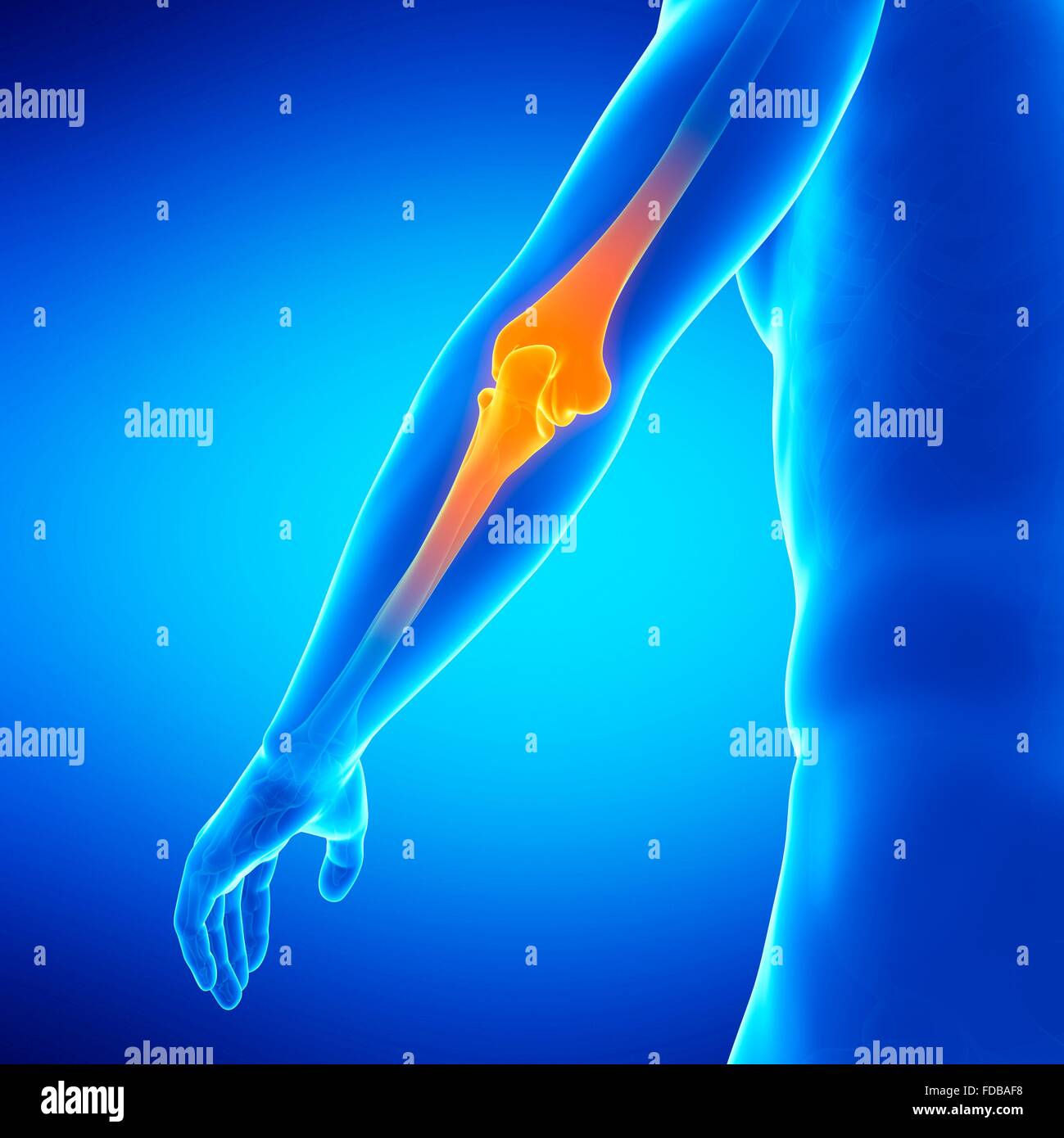 Human elbow joint, illustration Stock Photo - Alamy