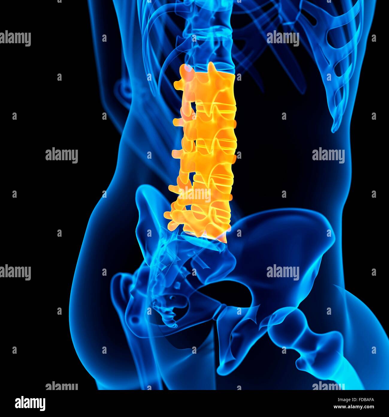 Human lumbar spine, illustration Stock Photo - Alamy