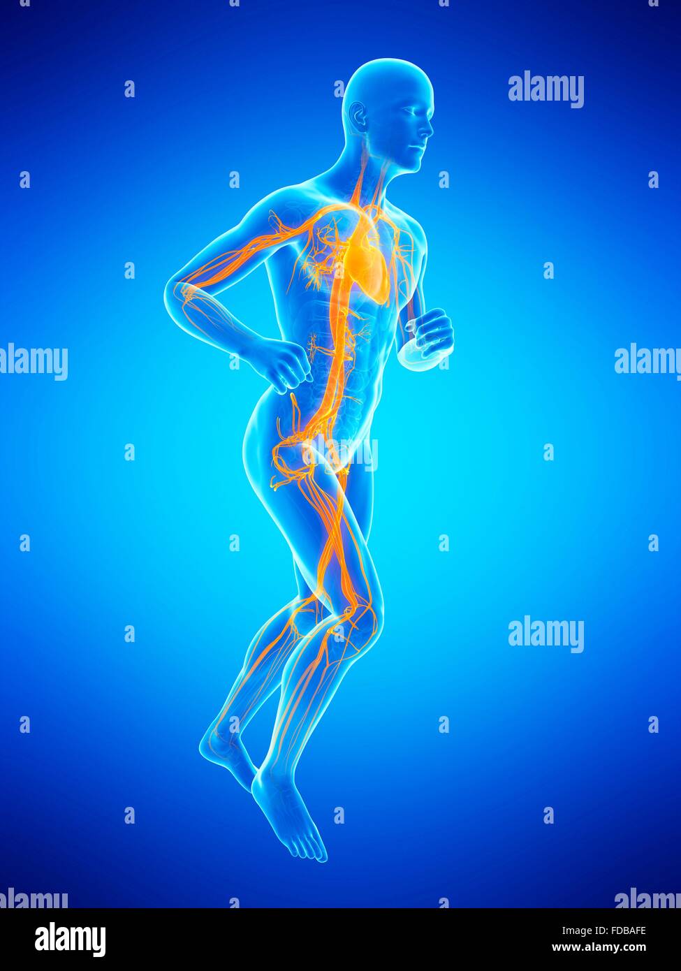 Vascular vertical hi-res stock photography and images - Alamy