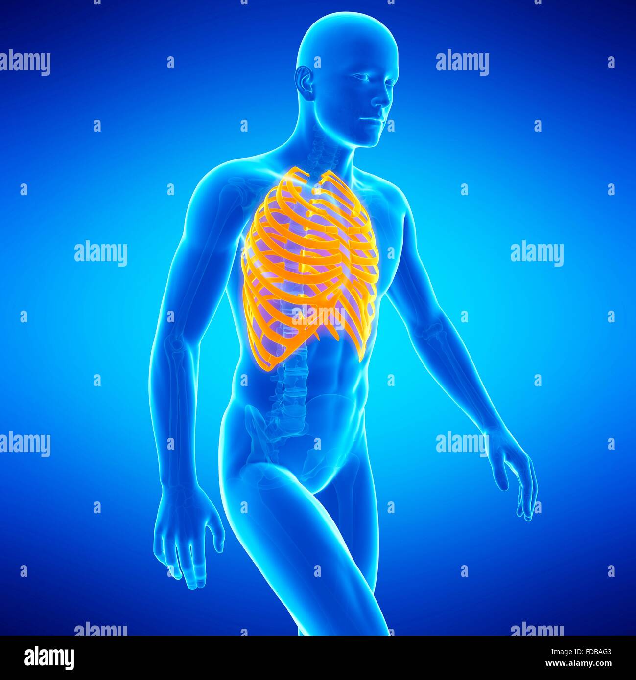 Ribcage illustration hi-res stock photography and images - Alamy