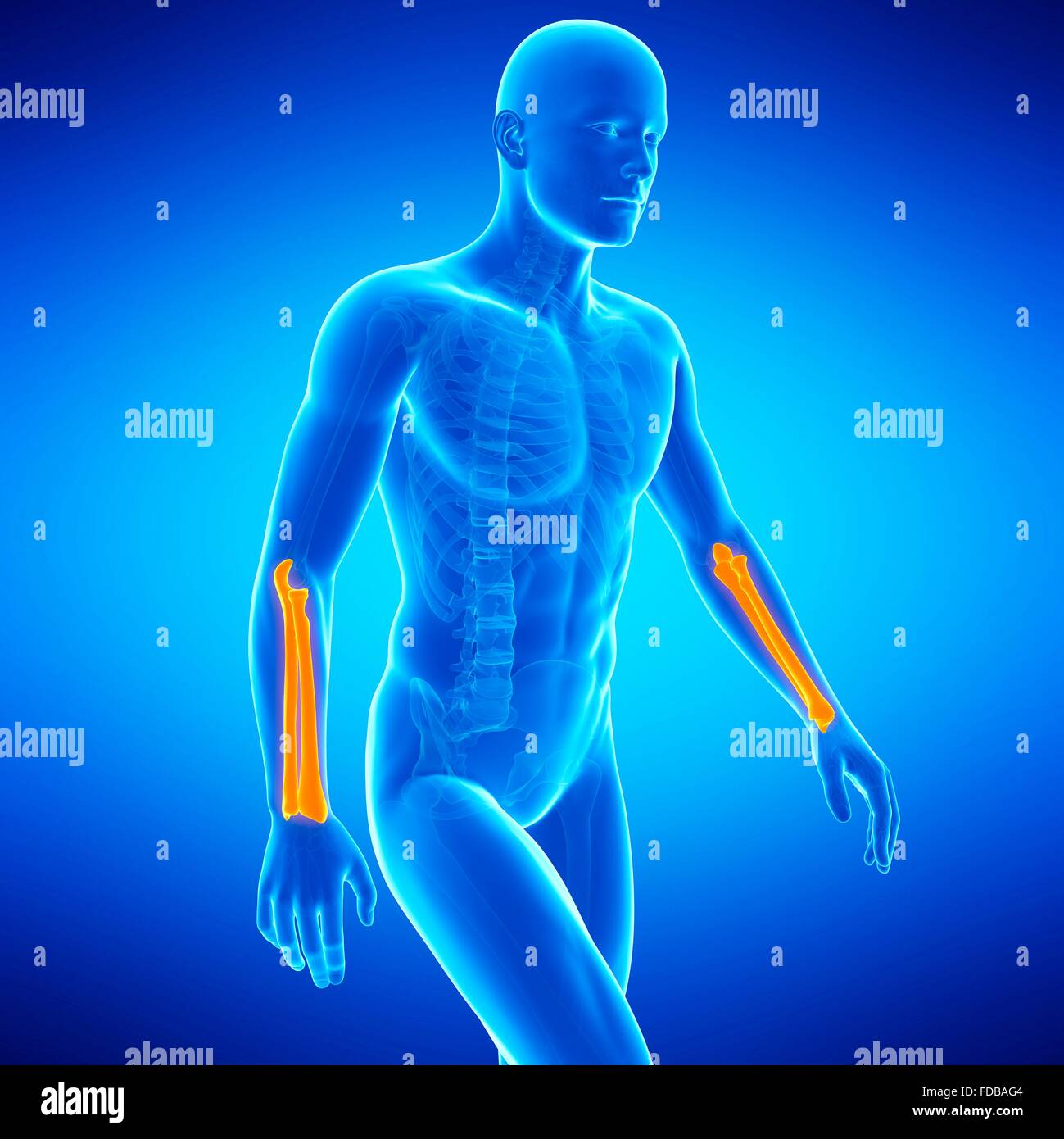 Human arm bones, illustration Stock Photo - Alamy