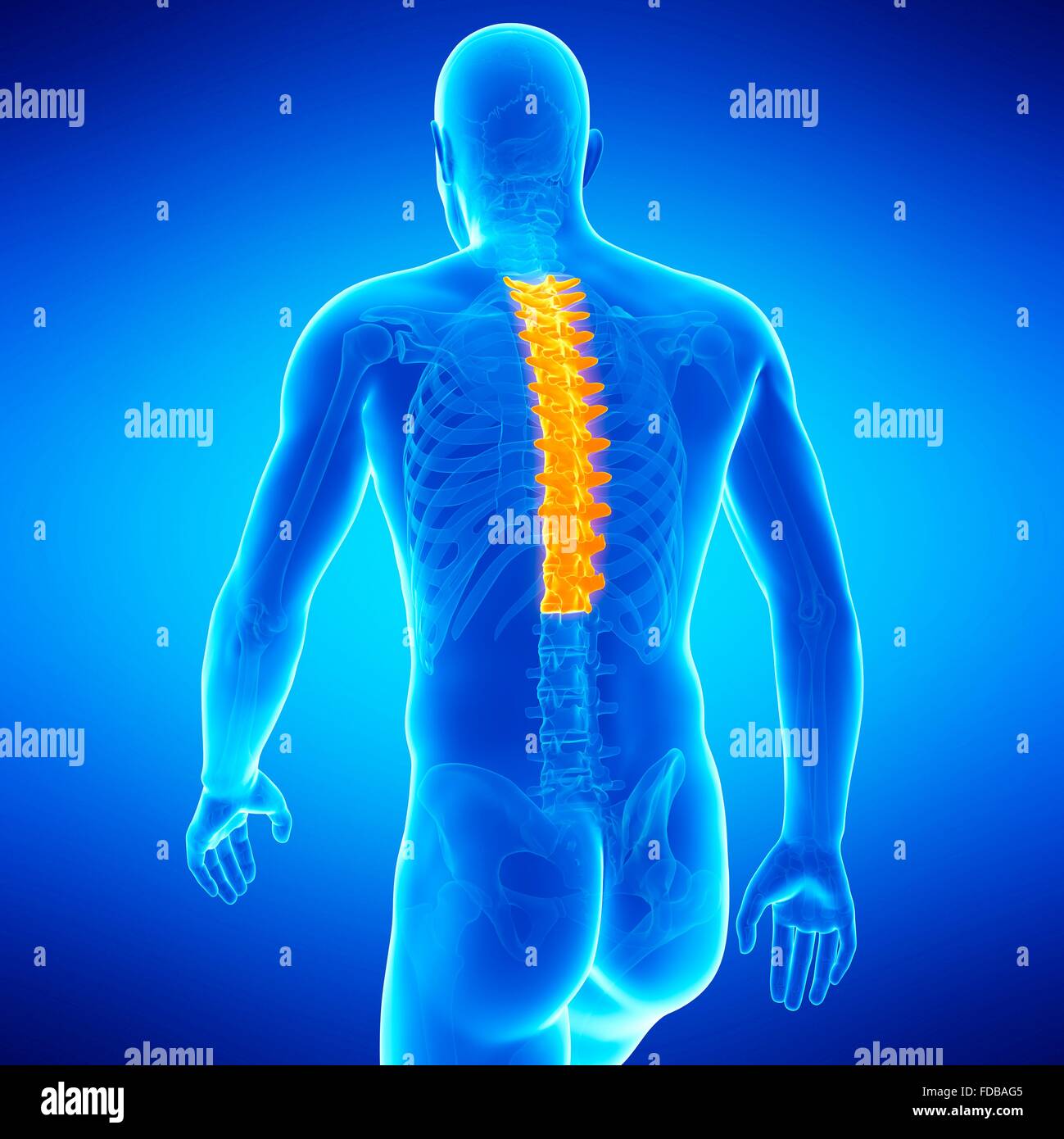 Thoracic bones hi-res stock photography and images - Alamy