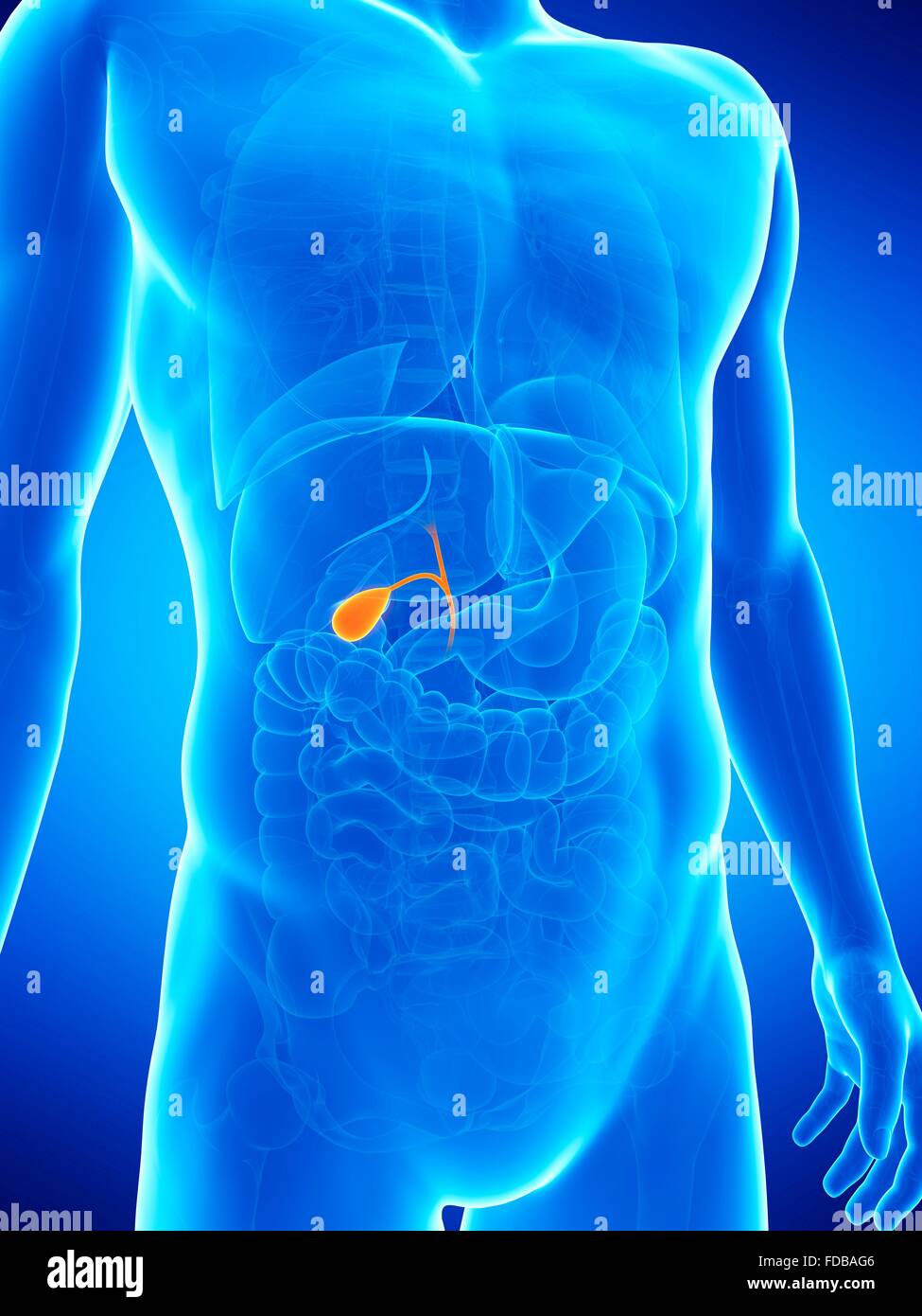 Human gallbladder, illustration Stock Photo - Alamy