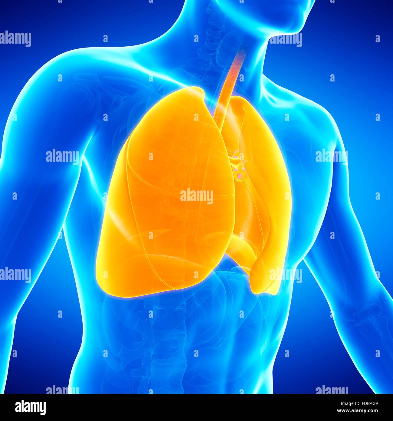 Human lungs, illustration Stock Photo - Alamy