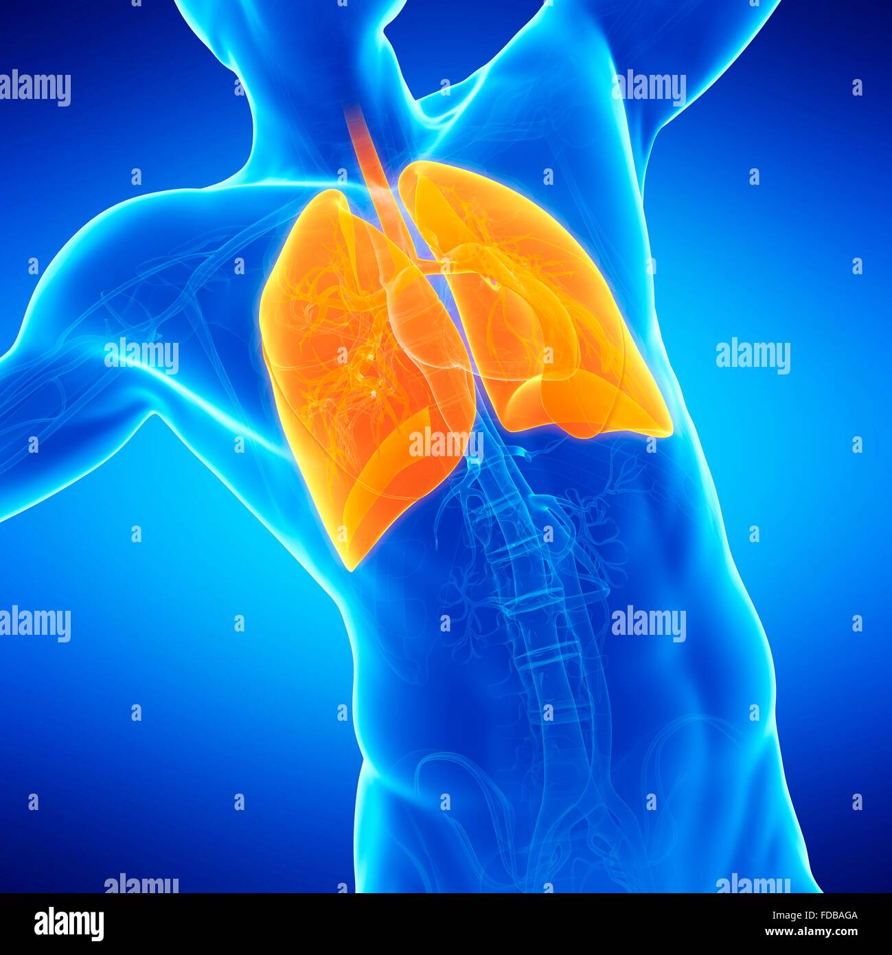 Human lungs, illustration Stock Photo - Alamy