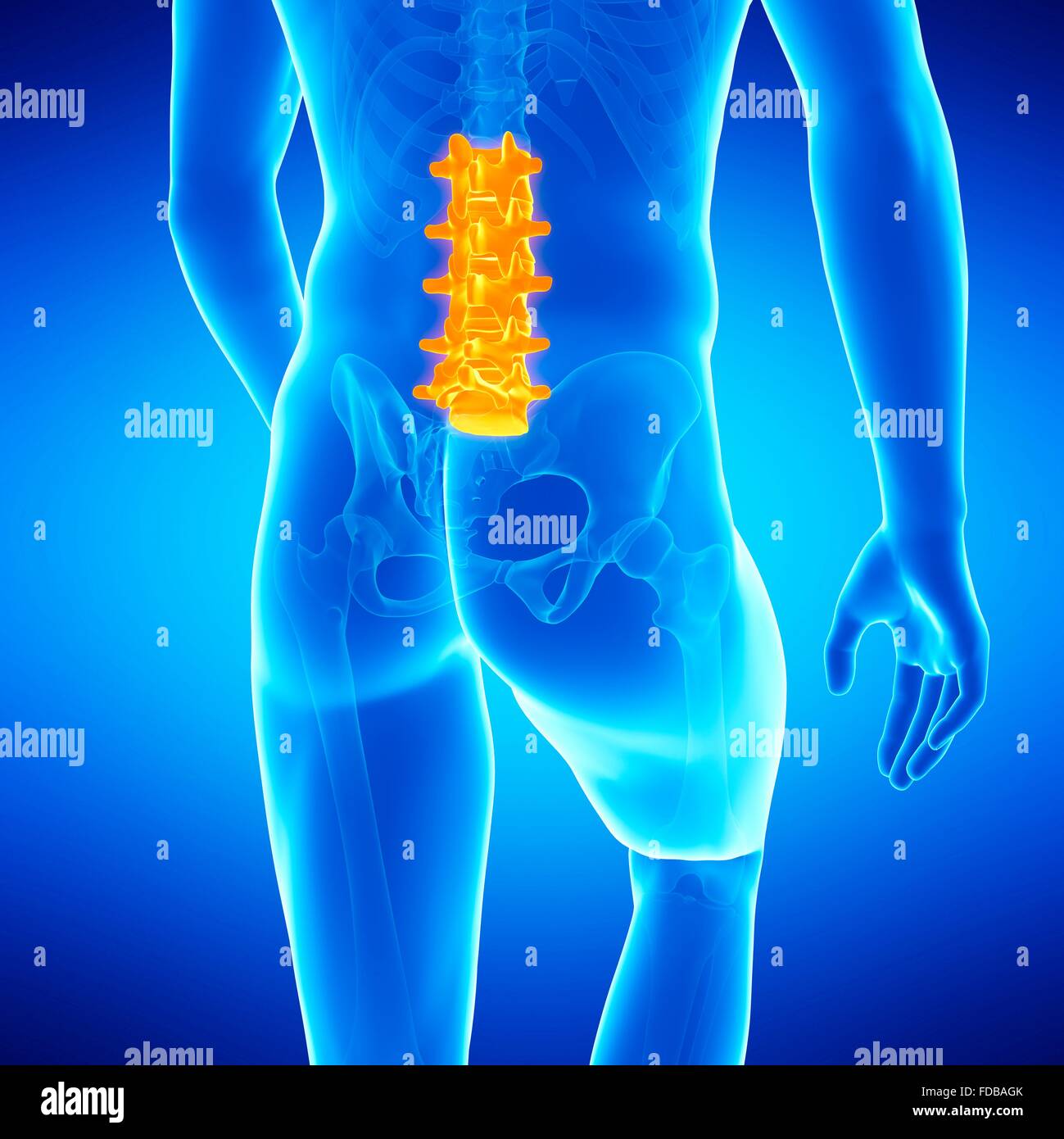 Human lumbar spine, illustration Stock Photo - Alamy