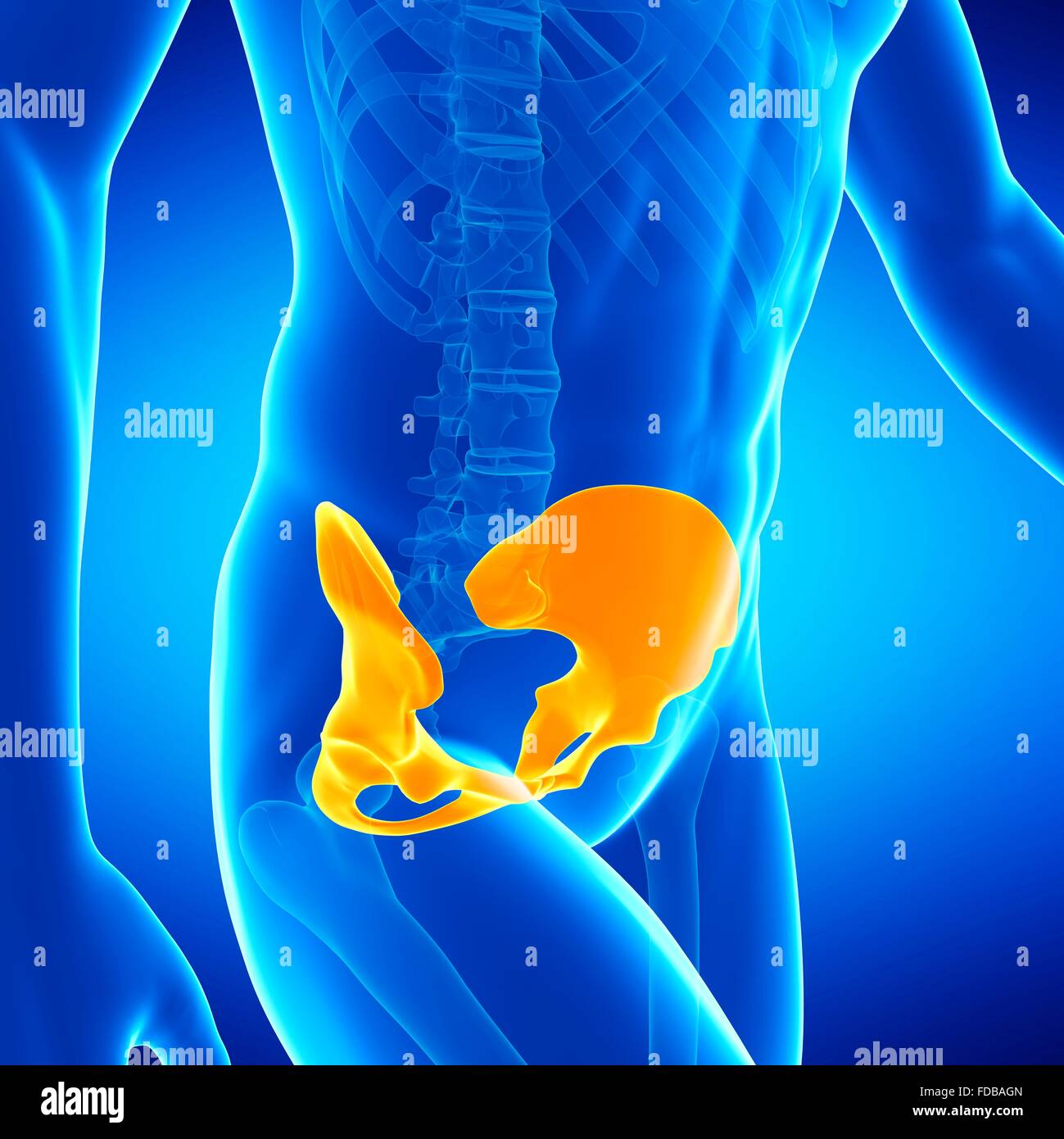 Male hip bone hi-res stock photography and images - Alamy