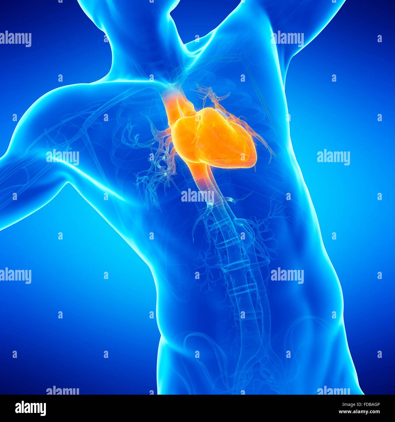 Male heart, illustration Stock Photo - Alamy
