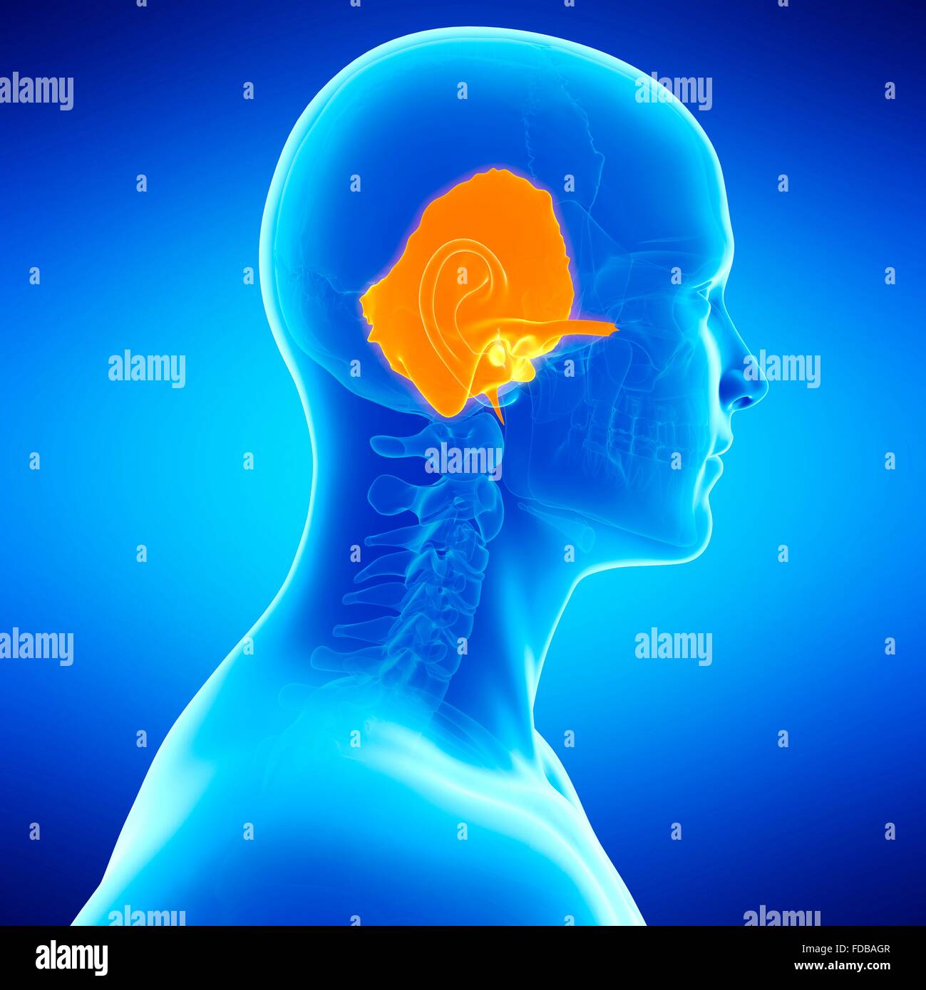 Human temporal (skull) bone, illustration Stock Photo - Alamy