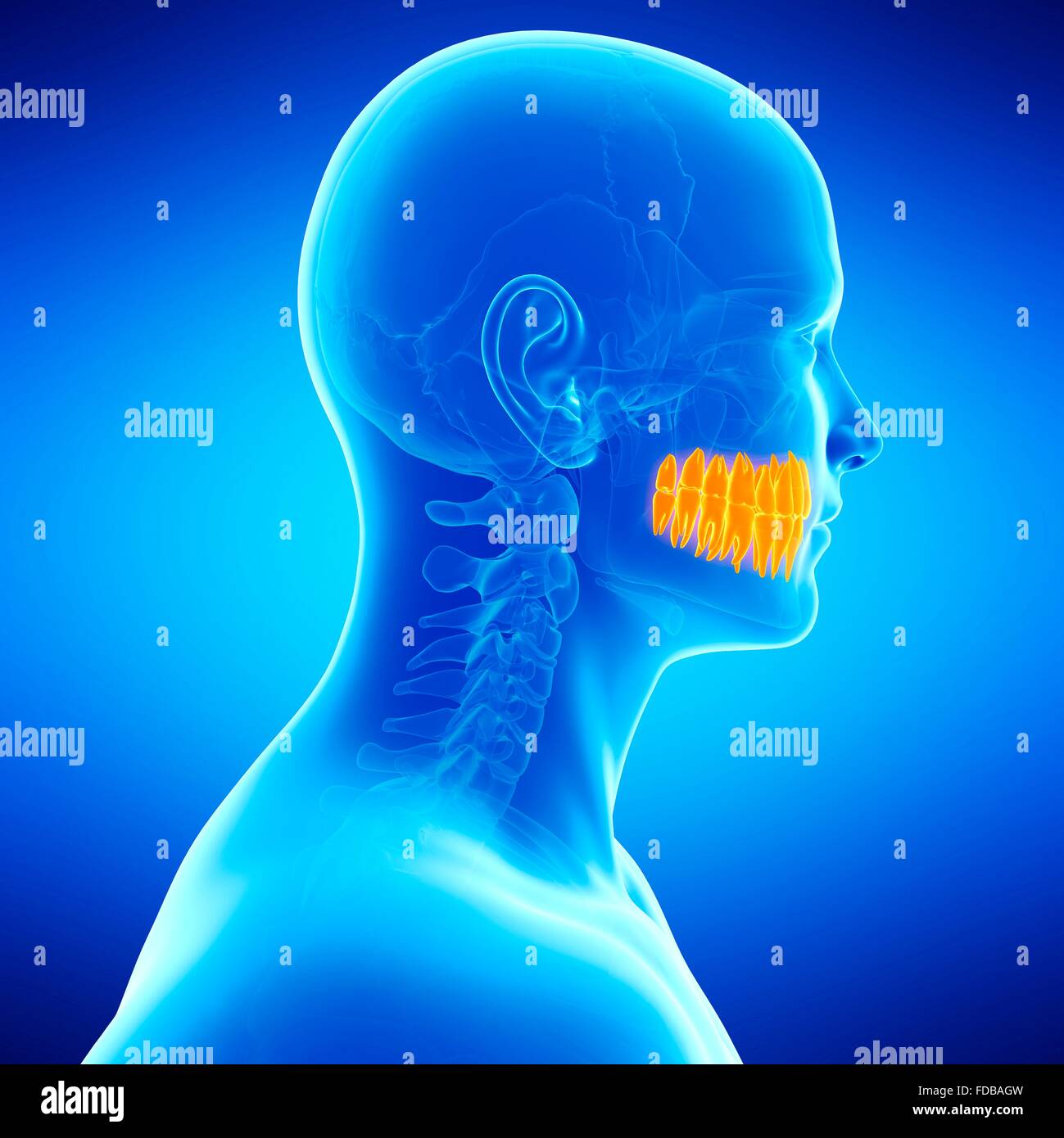 Human teeth, illustration Stock Photo - Alamy