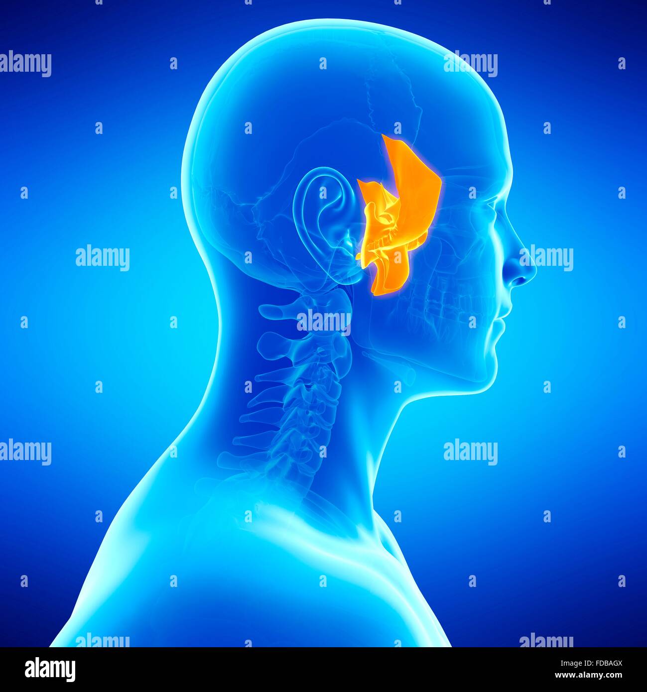 Sphenoid bone hi-res stock photography and images - Alamy