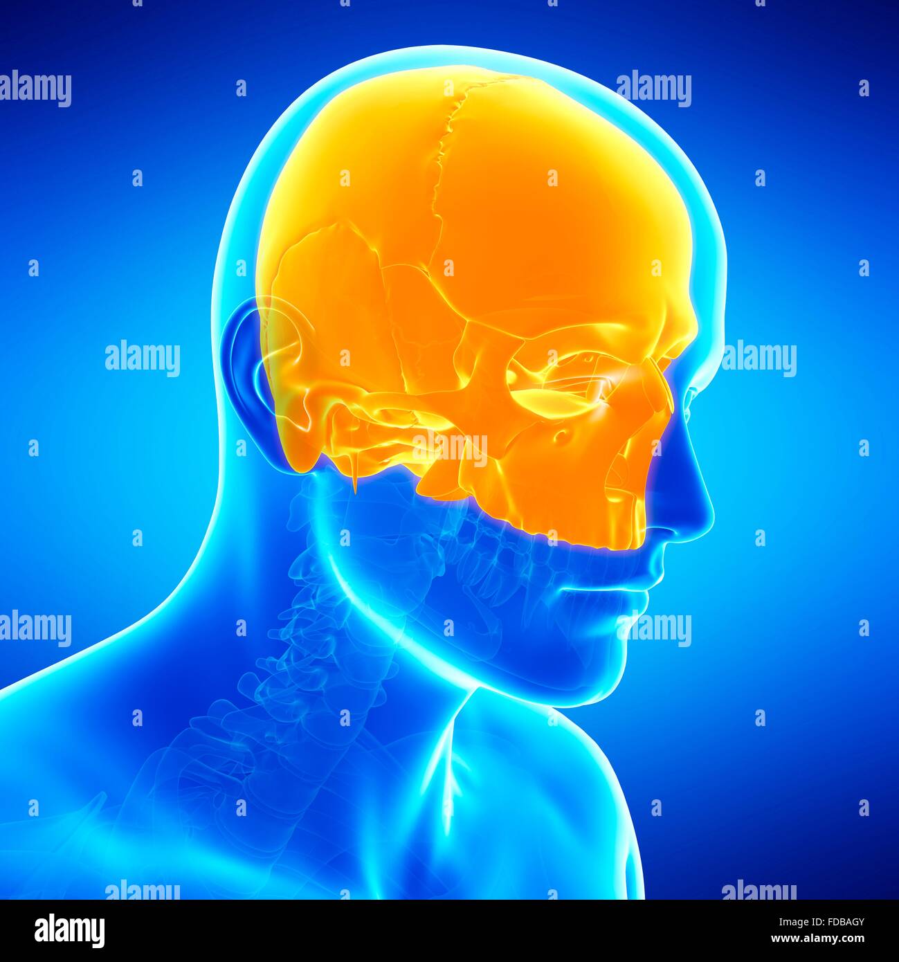 Human skull, illustration Stock Photo - Alamy