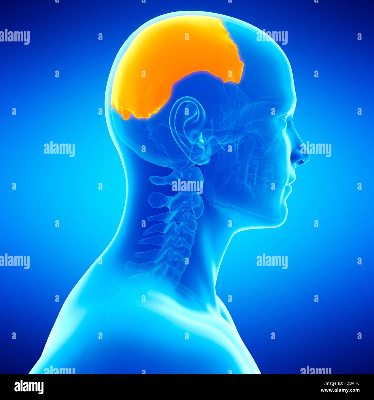 Parietal bone skull hi-res stock photography and images - Alamy