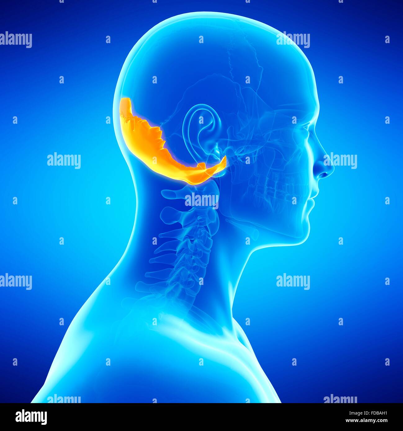 Occipital hi-res stock photography and images - Alamy