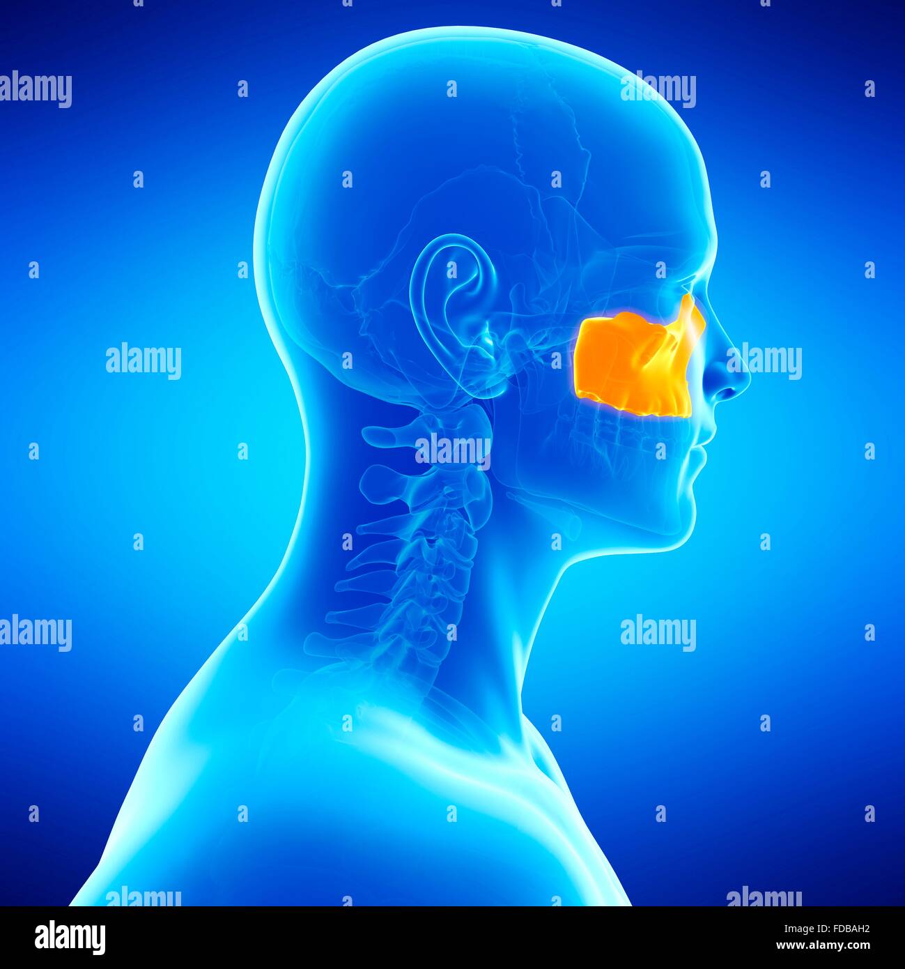 Maxilla hi-res stock photography and images - Alamy